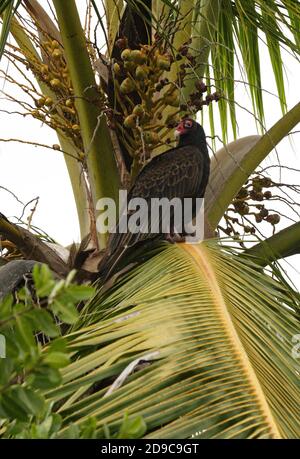 Adult Turkey Vulture Perched in a Tree Stock Photo - Alamy