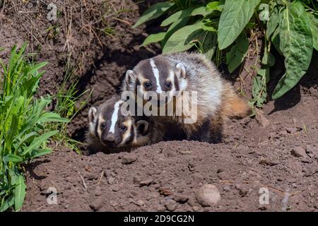 Badgers at den Stock Photo - Alamy