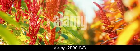Flowering plants of edible amaranth grow in rows in the field in the ...
