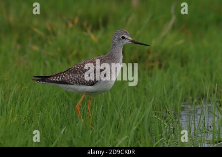 Obliging juvenile Lesser Yellowlegs on Keepers Marsh at Cley NWT Stock ...
