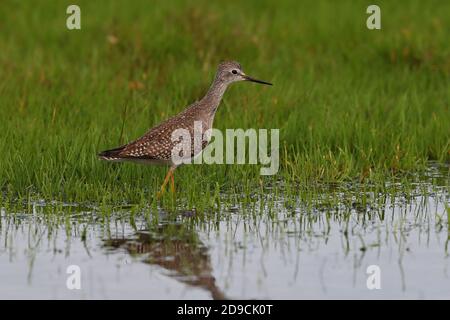 Obliging juvenile Lesser Yellowlegs on Keepers Marsh at Cley NWT Stock ...