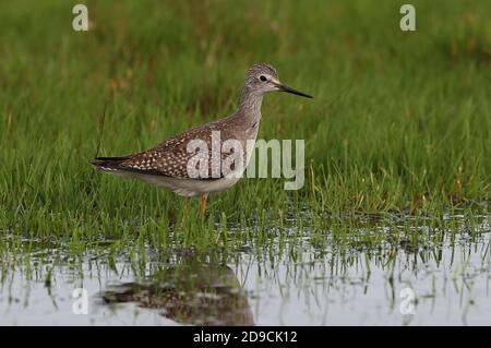 Obliging juvenile Lesser Yellowlegs on Keepers Marsh at Cley NWT Stock ...