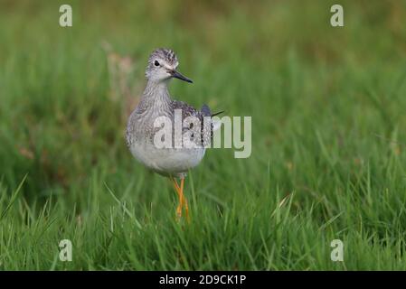 Obliging juvenile Lesser Yellowlegs on Keepers Marsh at Cley NWT Stock ...