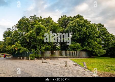 The Hundred-Horse Chestnut in Sant'Alfio, Sicily, is the largest and ...