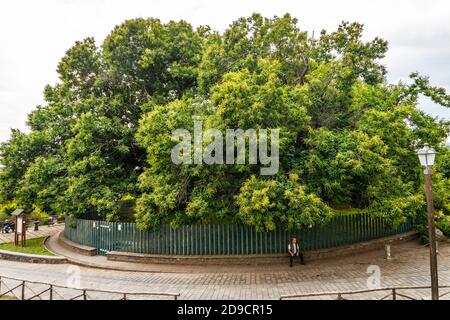 The Hundred-Horse Chestnut in Sant'Alfio, Sicily, is the largest and ...