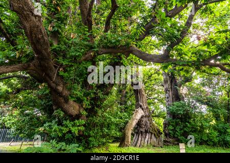 The Hundred-Horse Chestnut in Sant'Alfio, Sicily, is the largest and ...