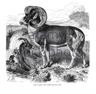 The Marco Polo sheep (Ovis ammon polii) [Here as Ovis poli] is a ...
