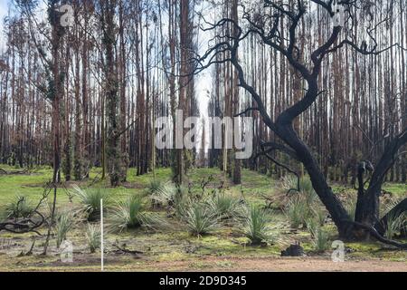 Kangaroo Island Grass trees (Xanthorrhoea semiplana ssp. tateana) also ...