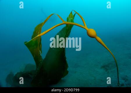 Elk Kelp, Pelagophycus porra, growing in the deep waters off Catalina ...
