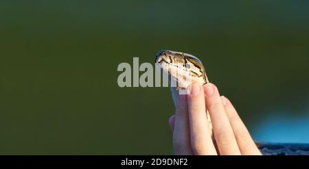 Tamed snake python in female hands close up Stock Photo - Alamy