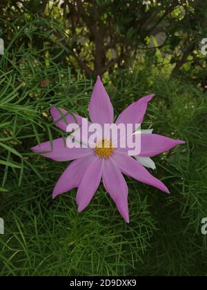 Cosmos is a genus, with the same common name of cosmos, consisting of ...