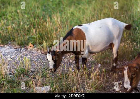 Two (Capra aegagrus hircus), grazing, Bavaria, Germany Stock Photo - Alamy