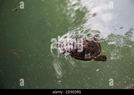 water turtle in a dirty pond in a city park, wild animal living in an ...