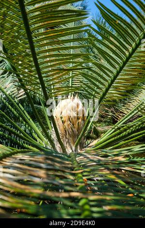 Cycas conferta is a species of cycad. It is native to rocky areas of ...