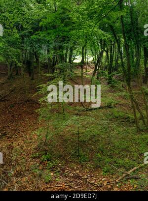 Standish Woods, Gloucestershire Stock Photo - Alamy