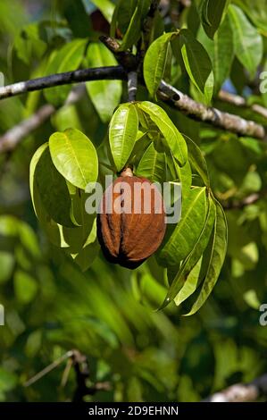 Tree with Fruit Called Water Cocoa, Orinoco Delta in Venezuela Stock ...