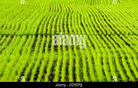 Agricultural fields sown with green grass, few trees without leaves and ...