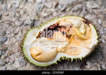 Close-up of rotten durian fruit, infested by insects and pest Stock ...