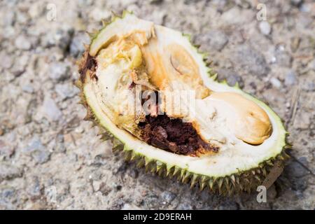 Close-up of rotten durian fruit, infested by insects and pest Stock ...