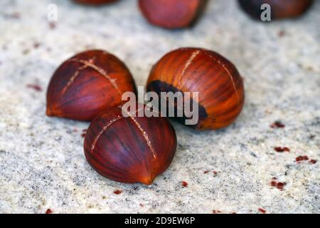 Scoring fresh chestnuts with a special nut cracker Stock Photo - Alamy