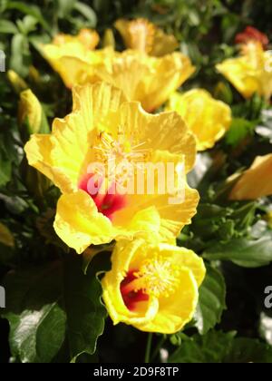 A vertical shot of yellow Hibiscus flowers on a garden Stock Photo - Alamy
