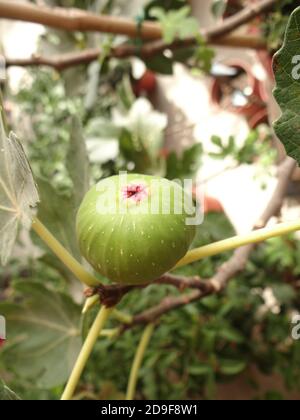 Vertical closeup of a fig tree branch with fruit Stock Photo - Alamy