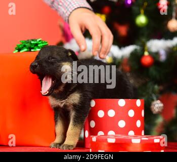 Doggy looks out of spotted Christmas box on defocused background Stock ...