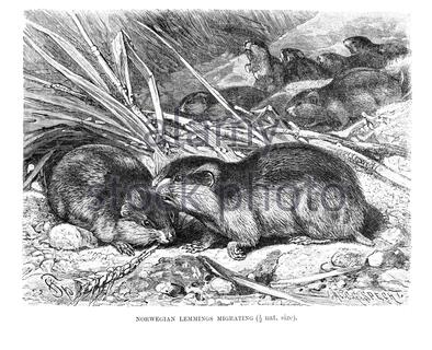 Illustration of a Lemming Animal Stock Photo - Alamy