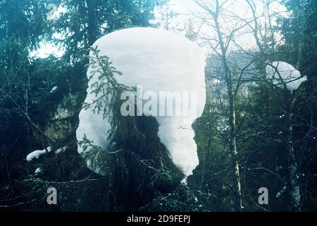 snow mushroom; snowcap covered with frost in the Arctic forest Stock ...