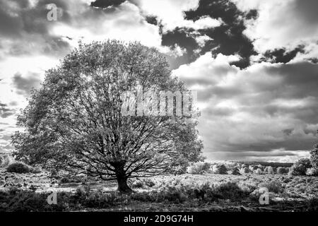 Single English Oak tree at Budby Common heath land Stock Photo - Alamy
