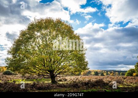 Single English Oak tree at Budby Common heath land Stock Photo - Alamy
