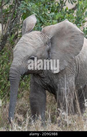 Detail of elephant, Ol Pejeta Conservancy, Kenya Stock Photo - Alamy