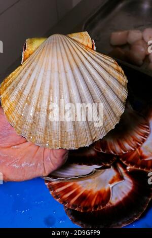 Shellfish Scallops in seashells with garlic and spices set, on white ...