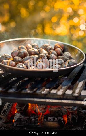 an over direct fire to roast chestnuts, Catalan tradition of "the ...