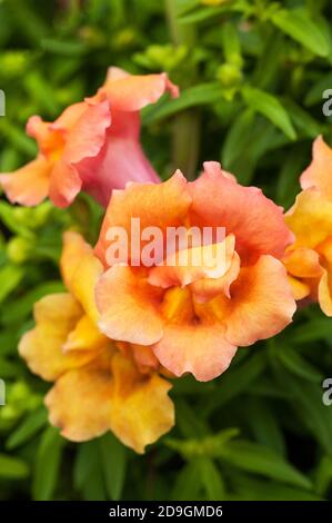 Close up of Antirrhinum Twinny a double flowered dwarf compact plant ...