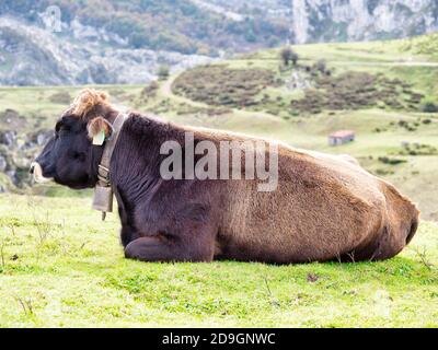 Closeup shot of cow poop in Asturias, Spain - gross concept Stock Photo ...