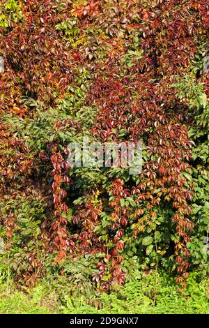 autumn nature and its influence on nature, plants during or before leaf ...