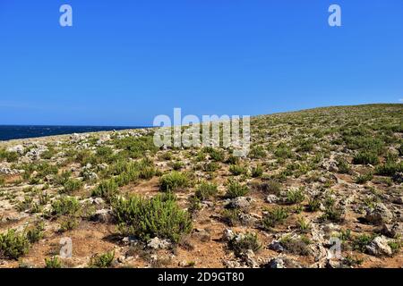 Garigue vegetation with succulent plants on a karst limestone landscape ...