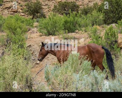 Wild horse, Main Canyon Trail, Little Book Cliffs Wild Horse Range ...