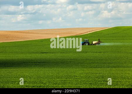 agricultural field where green rye grows, agriculture for obtaining ...