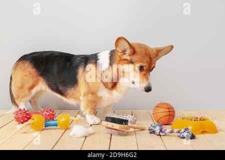 Different pet accessories on light background, top view Stock Photo - Alamy