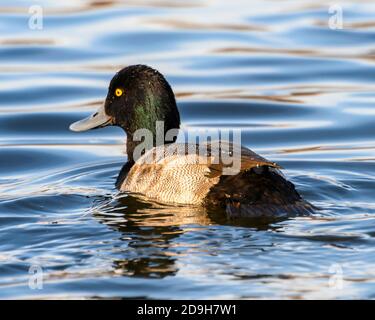 A beautiful Lesser Scaup (Male) on a winter morning. It is known as the ...