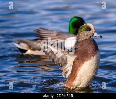 American Wigeon Male Flapping Wings Stock Photo - Alamy