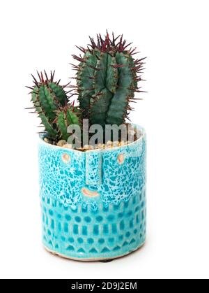 Small cactus in a pot Stock Photo - Alamy