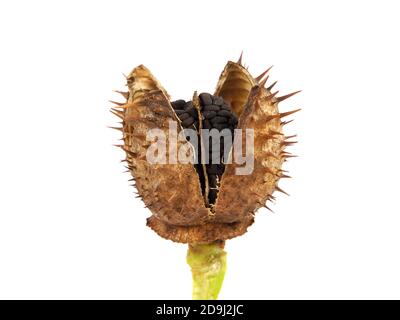 Pod and seeds of Jimson Weed isolated on white background. Datura ...