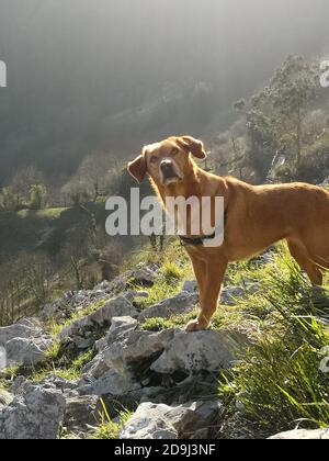 Cute Rhodesian Ridgeback standing on a hill covered in the rocks and ...