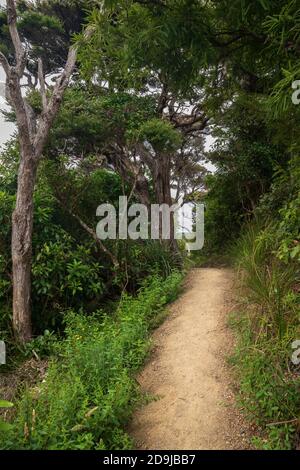 Hillary Trail in Waitakere Ranges regional park Stock Photo - Alamy