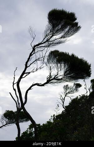 Manuka tree on coastal hill Stock Photo - Alamy