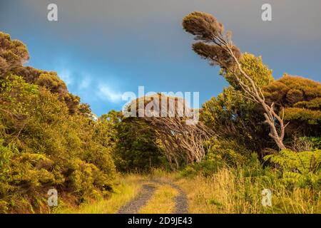 Manuka tree on coastal hill Stock Photo - Alamy
