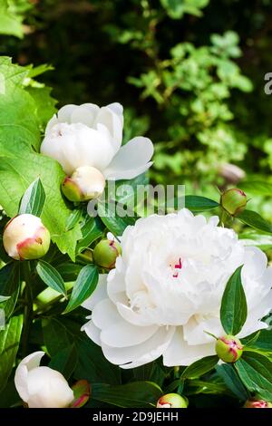 Close-up of a white peony bloom with many layered petals and pale pink ...